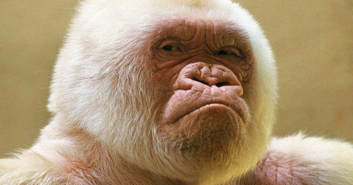 Jacques Gubler apresenta Cara Senhora Tosoni | Notícias | Dafne Editora